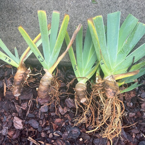 Iris 'harvest of Memories' Yellow Tall Bearded Reblooming Iris - Etsy