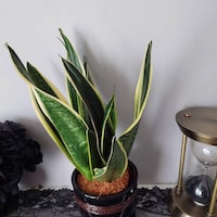 Mixed Alpine Plants - Vibrant Garden Perennial Large Flowering Rockery ...