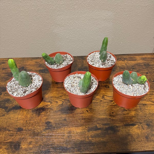 Aeonium Garnet 4, Live Succulent - Etsy