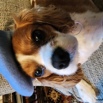 French Beret Hat, Hat for Dog, Dog Hat, Dog Beret, Dog Costume, Pet ...