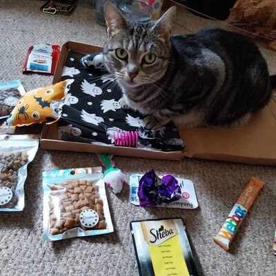 Cat Toy and Treat Gift Box, Cat and Kitten Hamper, Cat Pamper Box ...