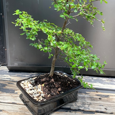 Dwarf Mini Weeping Cherry Bonsai Tree That Flowers 3x a Year and Fruits ...