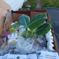 ProjectTreeCollard - Etsy