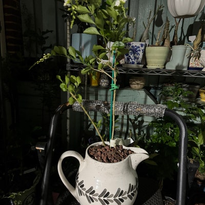 CAROLINA JASMINE Fragrant Swamp Jessamine Yellow Spring Flowering Vine ...
