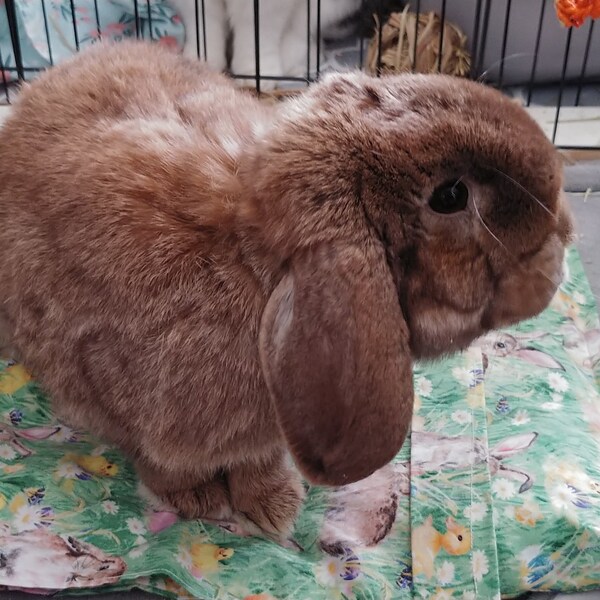 Bunny Bedding Set, Bedding for Ikea Duktig Doll Beds, Bedding for Ikea ...