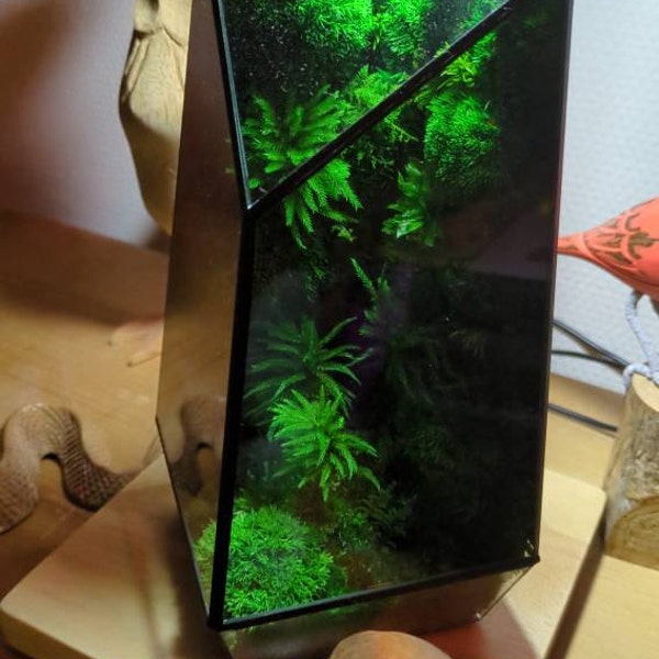 Preserved Lichen Terrarium: Ecocube S - Minimalist Glass Desk Decor by ...