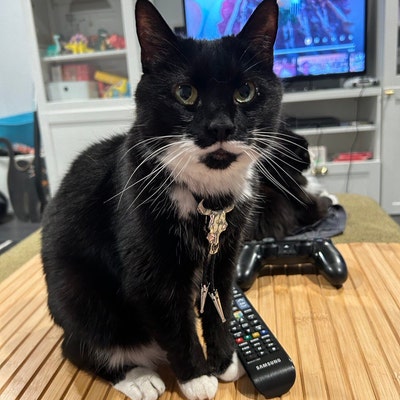 Silver Metal Cat Crown Cat King or Queen Crown for Cat - Etsy