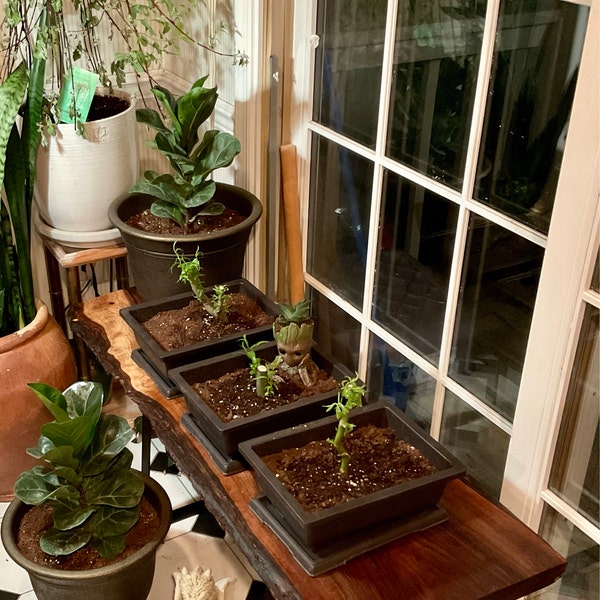 Claro Black Walnut Live Edge Root Slab. Charcuterie Board, Wall Art ...