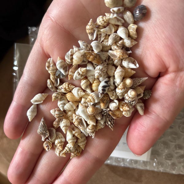 100 MIXED SEASHELLS Tiny Mini Sea Shells Craft Wedding Beach Confetti 7 ...