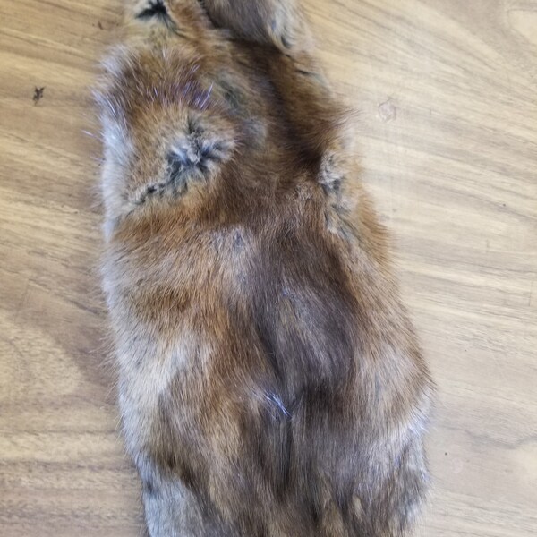 Muskrat Fur Pelt Tanned Craft Leather Taxidermy Hunting Cabin Decor ...