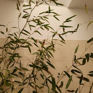 Cornus Sericea 'bergeson Compact' Dwarf Red Twig | Etsy