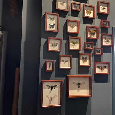 Real Butterfly Display Blue Mountain Butterfly 6x6 - Etsy