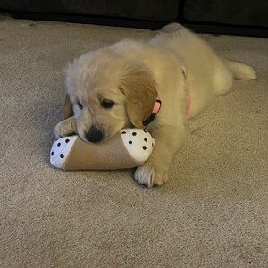 Catnip Cannoli Cat Toy - Etsy