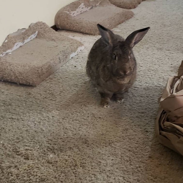 Sample Treat Packs for Rabbits - Etsy