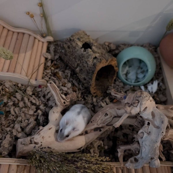 Hamster Vine Branch/ Natural Hamster Enclosure Item - Etsy UK