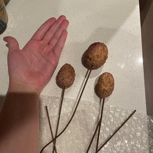 Preserved Lycopodium Bunchdried Princess Pine Grassdried - Etsy