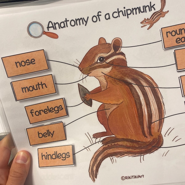 Chipmunk Unit Study Bundle Fall Homeschool Printables Charlotte Mason ...
