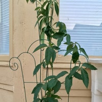 Florida Grove Pepper Seeds Super Hot Florida Firecracker Wild Grove ...