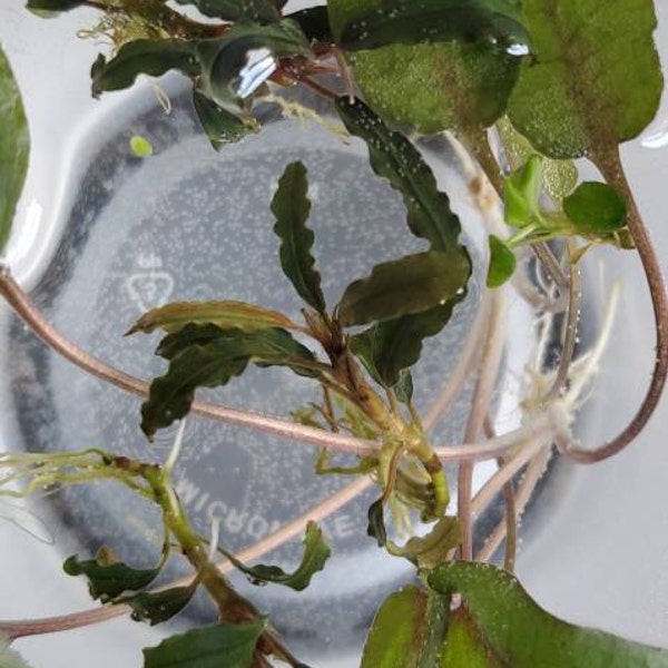 BUY 2 GET 1 FREE Bucephalandra Buce Godzilla Kedagang Red Easy Live ...