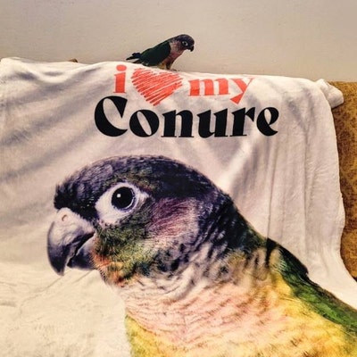 Warning Cow Sign Cow Sign Funny Cow Sign - Etsy