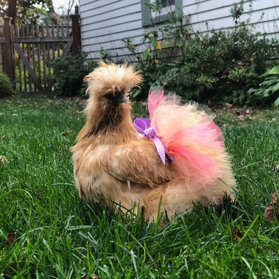 Standard Chicken Tutu Dress Princess Dress for Your Hen - Etsy