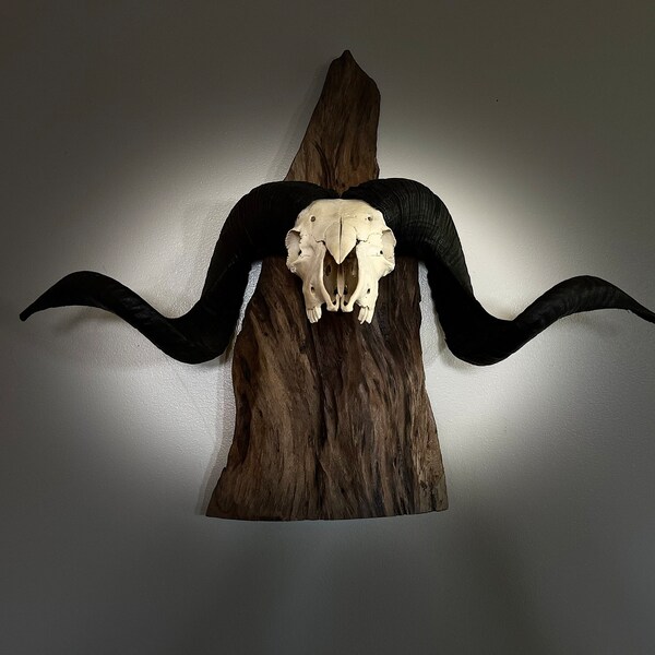 Yak Skull, Large Yak Skull on Walnut Slab, Buffalo Skull - Etsy
