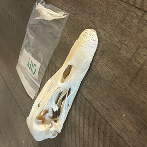 Deathtaxusa 85 51 Venomous Timber Rattlesnake Rattler Serpent Skin Shed ...