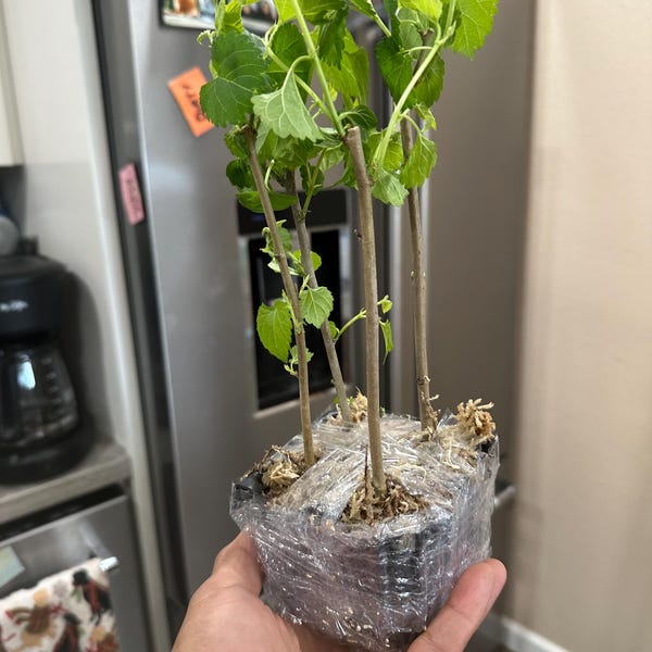 4 Pack: Kangaroo Paw A.K.A. Anigozanthos 'bush Ranger' | Drought ...