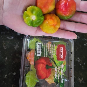 Aji Cachucha Cachucha Pepper Sweet Pepper Sweet Aji. Pintón - Etsy