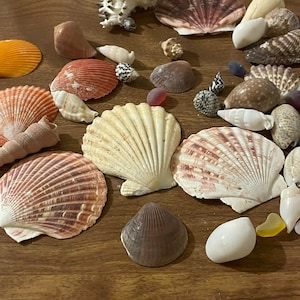 Assorted Seashells Handpicked From Florida, Sea Glass, Mixed 1/2 Pound ...