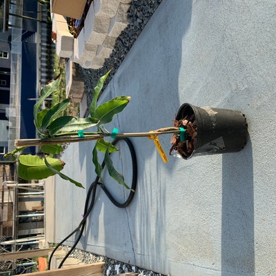 Lychee Tree Air Layered/ Large Roots and Ready to Plant : Hak Ip - Etsy