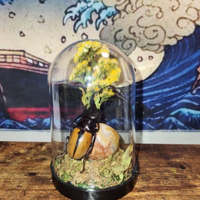 Trigonophorus Rothschildi Chinese Jade Flower Scarab Beetle Green Real ...