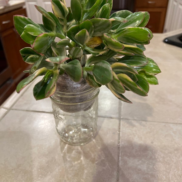 Tylecodon Paniculatus Bonsai Tree Cactus Plant Succulent-easy to Grow ...