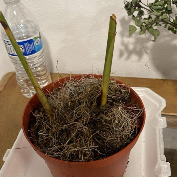 Anthurium Pink Emma - Etsy