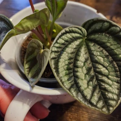 Peperomia Dragon Skin Starter Plant ALL STARTER PLANTS Require You to ...
