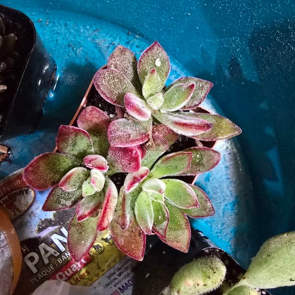 Opuntia Subulata or Austrocylindropuntia Subulata Eves Needle Eves Pin ...