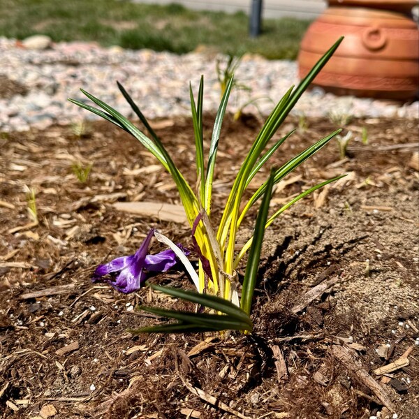 Daylily Purple Grape Magic Flower Yellow Throat. Daylilies Plants for ...