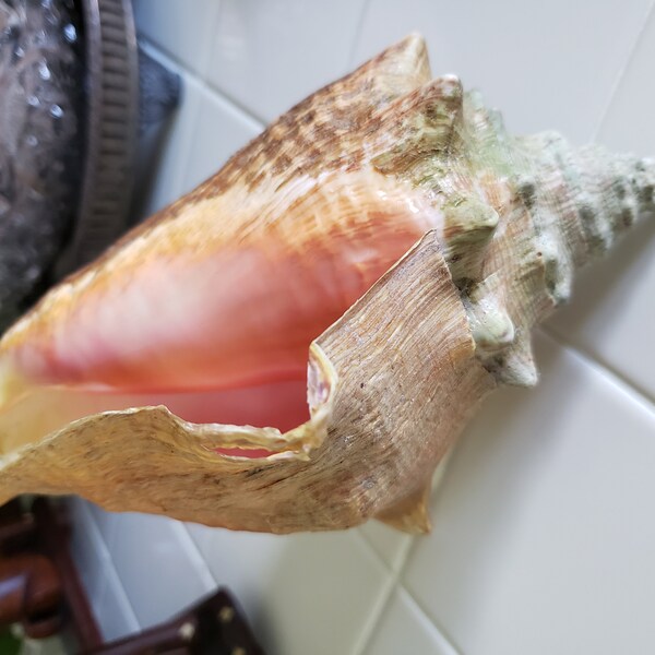Beautiful Queen Conch Shell, 8-1/4 Large - Etsy