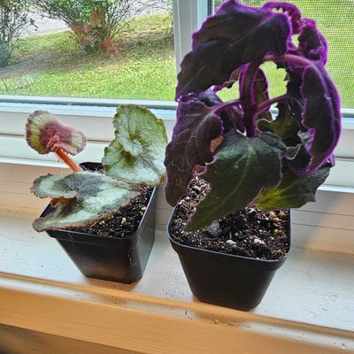 Pilea Involucrata Dark Mystery - Etsy