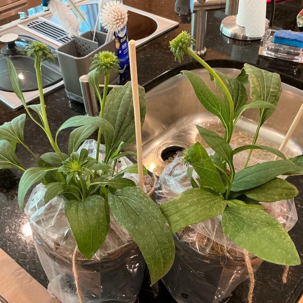 Allium 'millenium' Live Plant, 1 Gallon Pot - Etsy