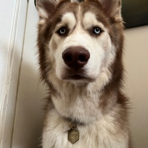 Dog Tag Camper Dog Tag Adventure Personalized Dog Tag Pet - Etsy