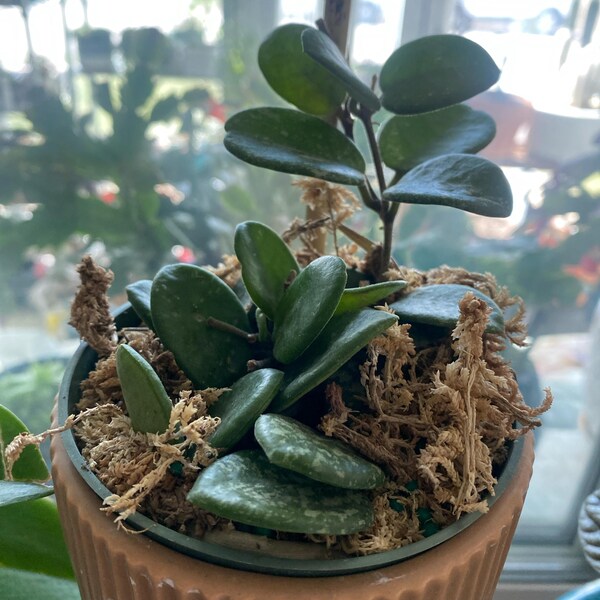 Hoya Mathilde Splash | Live Indoor & Outdoor Tropical House Plant ...