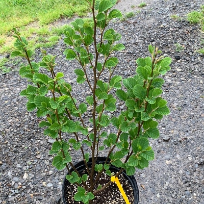 Hamamelis Vernalis 'amethyst' Witch Hazel Live Plant 18 Tall Ships Bare ...