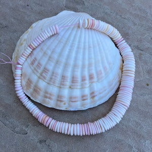 AAA Queen Conch, Natural Pink Queen Conch Shell Smooth Round Ball ...
