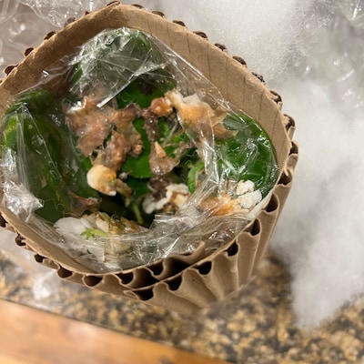 6 ZZ Plant, Zamioculcas Zamiifolia, Zee Zee Plant, Aroid Palm ...