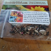10 BOSTON IVY Bostonian Ivy / Wall Ivy Parthenocissus Tricuspidata ...