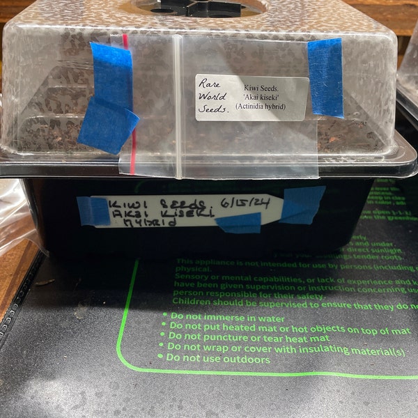 From Japan VERY RARE: 'hararasp' raspberry Tree Raspberries Growing on ...