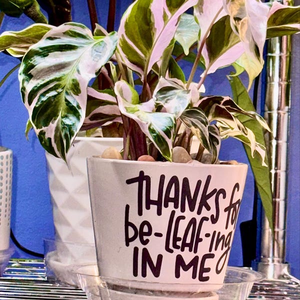 4" African Violet “cabbage Patch” - Etsy