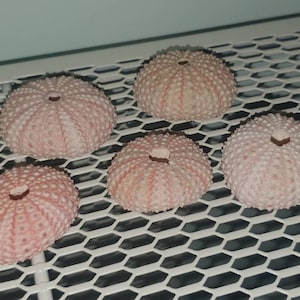 Spider Large Shell Lambis Conch Natural Decorative Pink Shell - Etsy