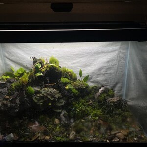 Dusk Moss Mix - Etsy